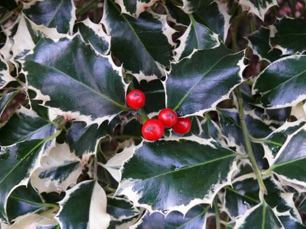 Ilex - Ilex Sorten