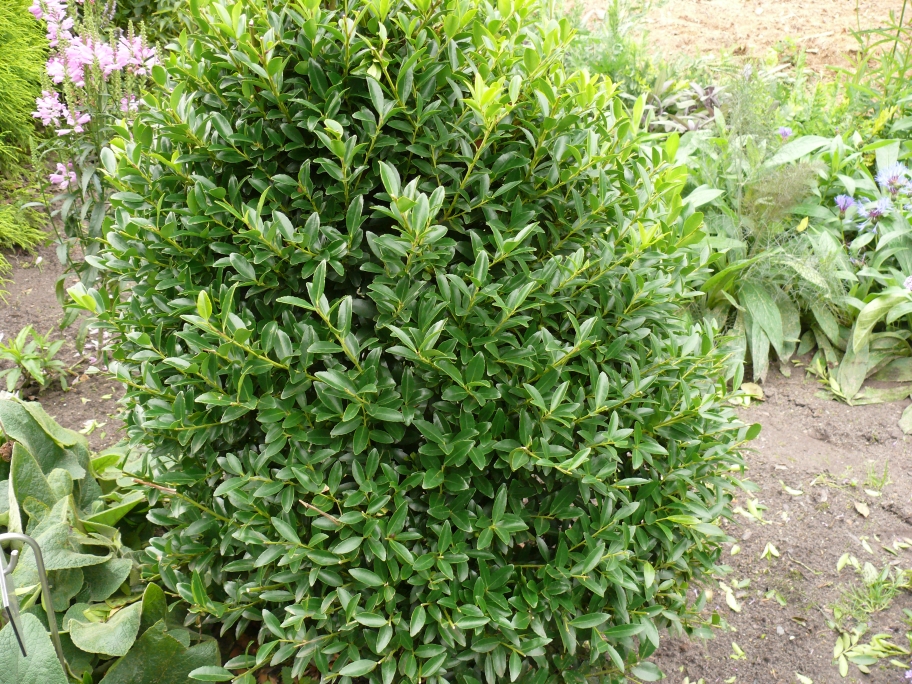 Ilex - Ilex Sorten