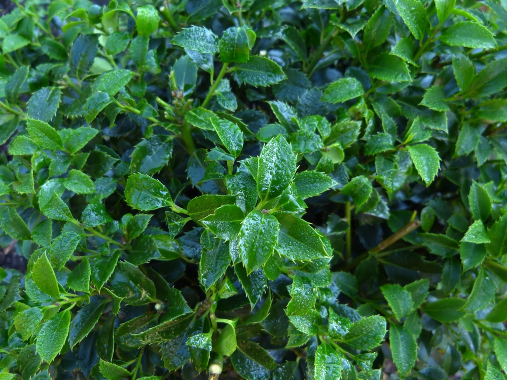 Ilex - Ilex Sorten