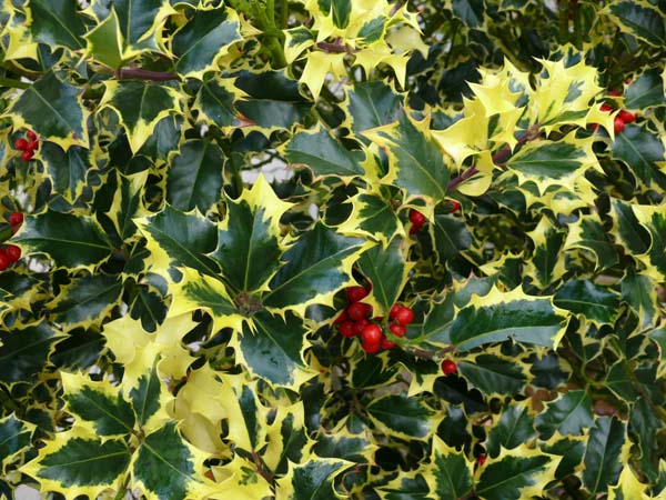 Ilex - Ilex Sorten