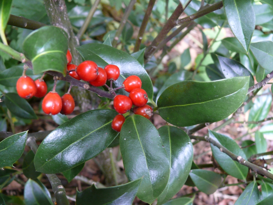 Ilex - Ilex Sorten