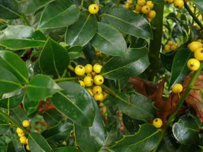Ilex - Favorits Hollies