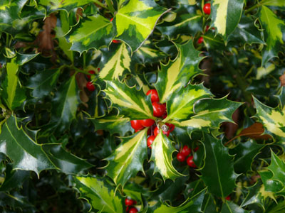 Ilex - Favorits Hollies