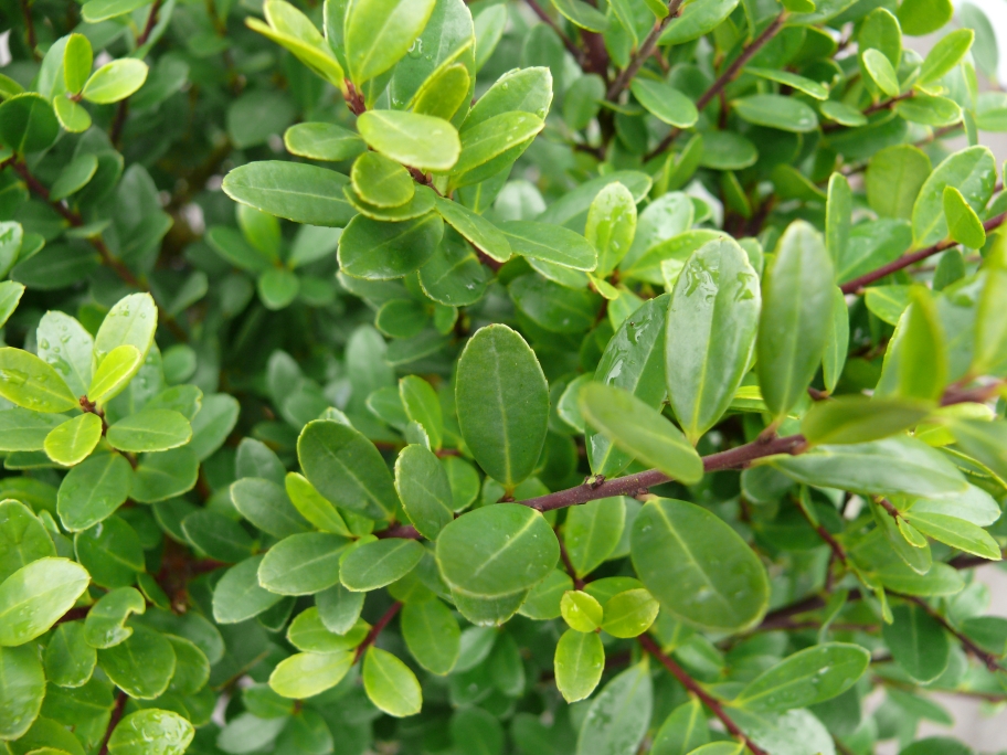 Ilex - Crenata