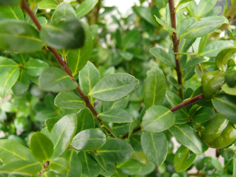Ilex - Crenata