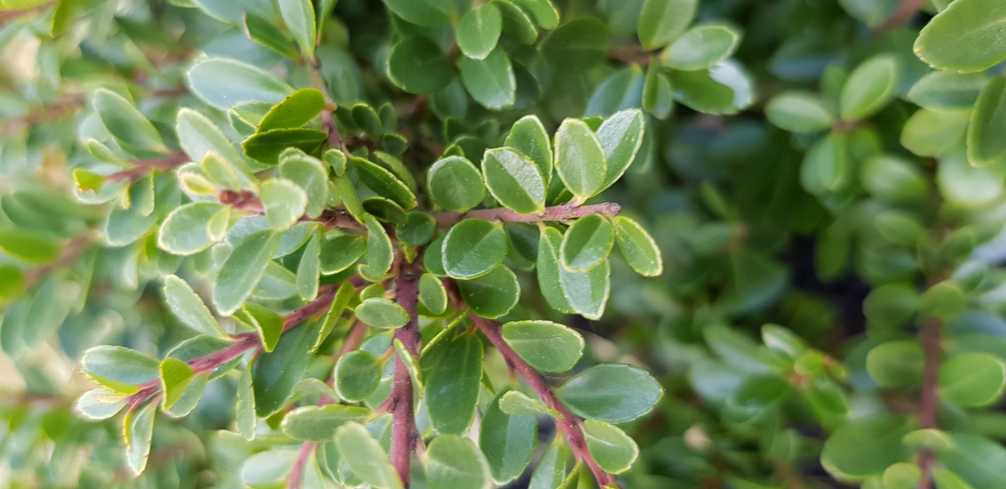 Ilex - Crenata