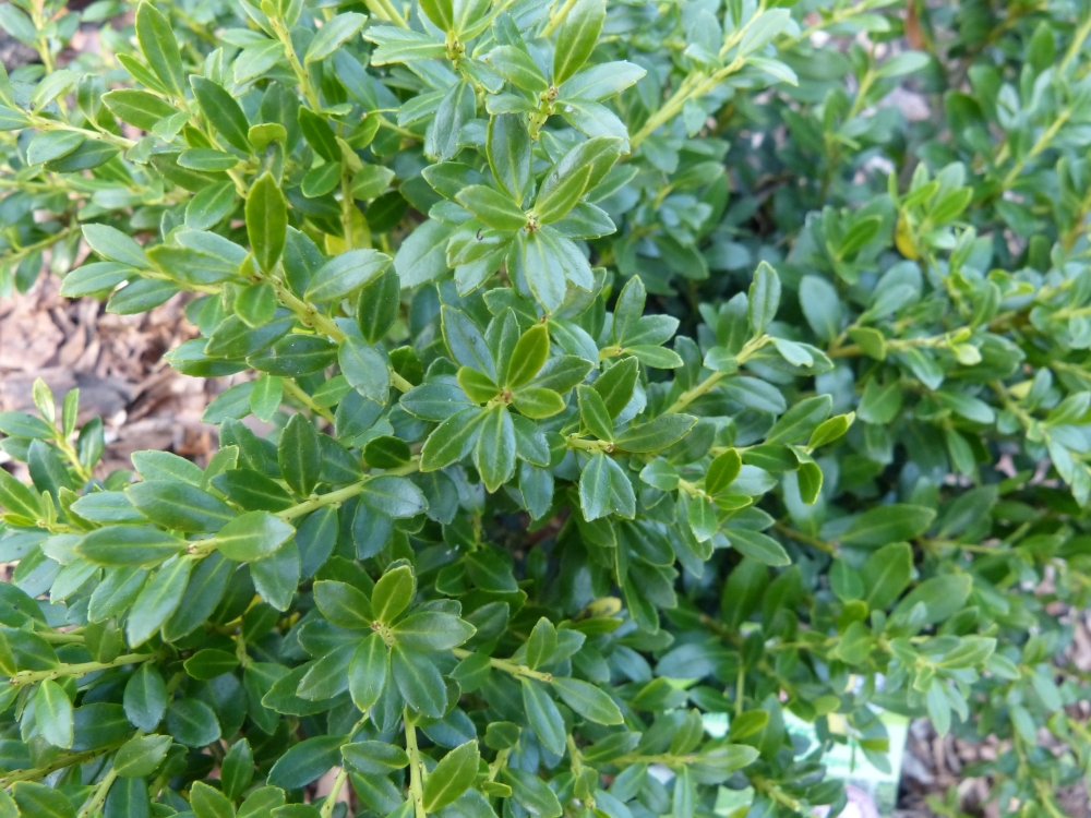 Ilex - Crenata