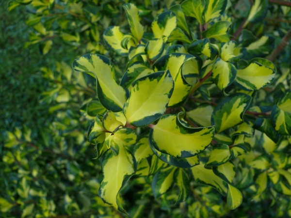 Ilex - Altaclerensis